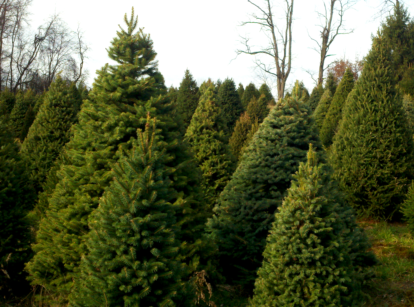 TREE TIME - Farm to Table Western PA
