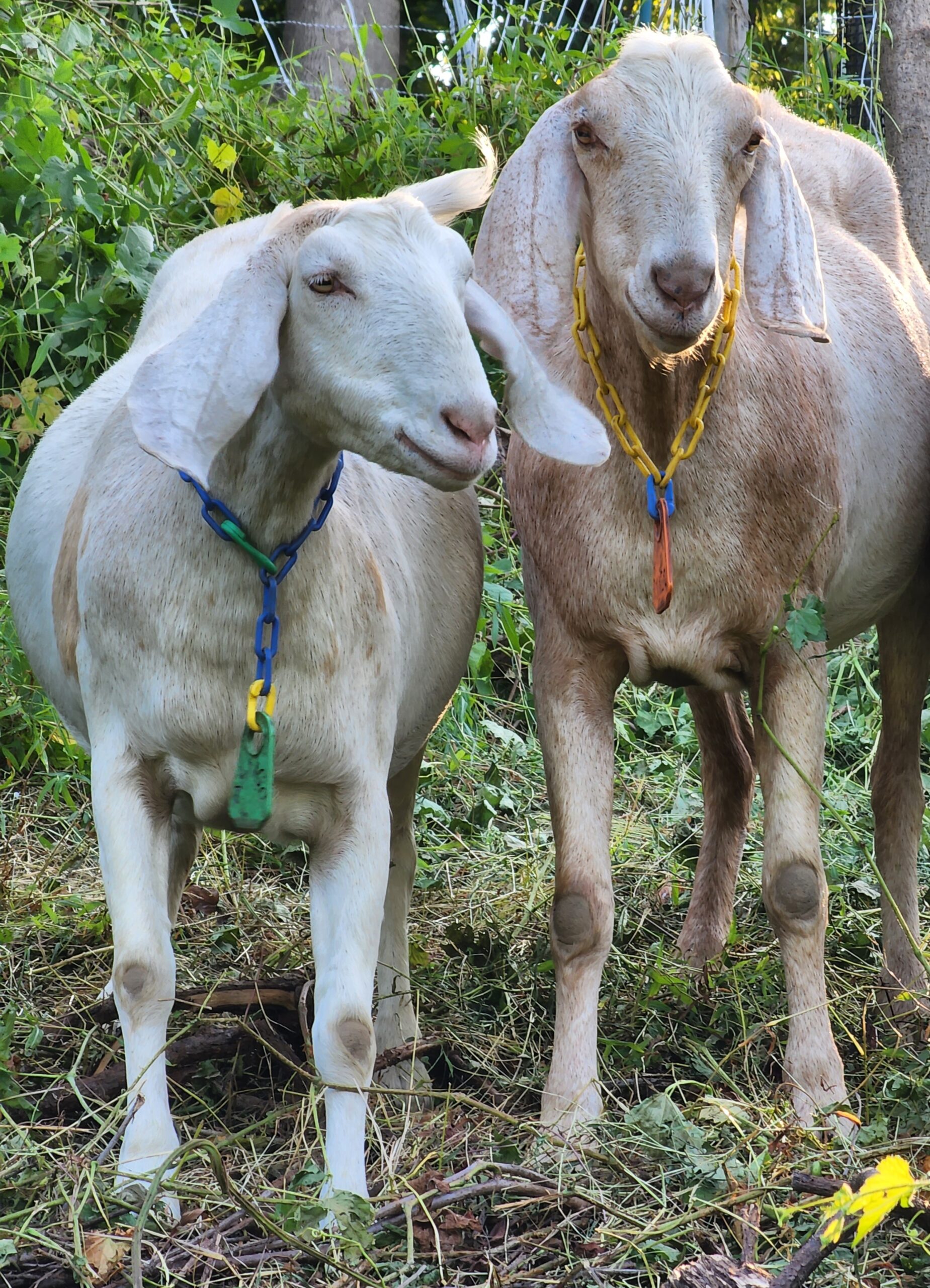 GOAT FEST PGH IS 7.27- ALLEGHENY GOATSCAPE KEEPS GOING! - Farm to Table Western PA