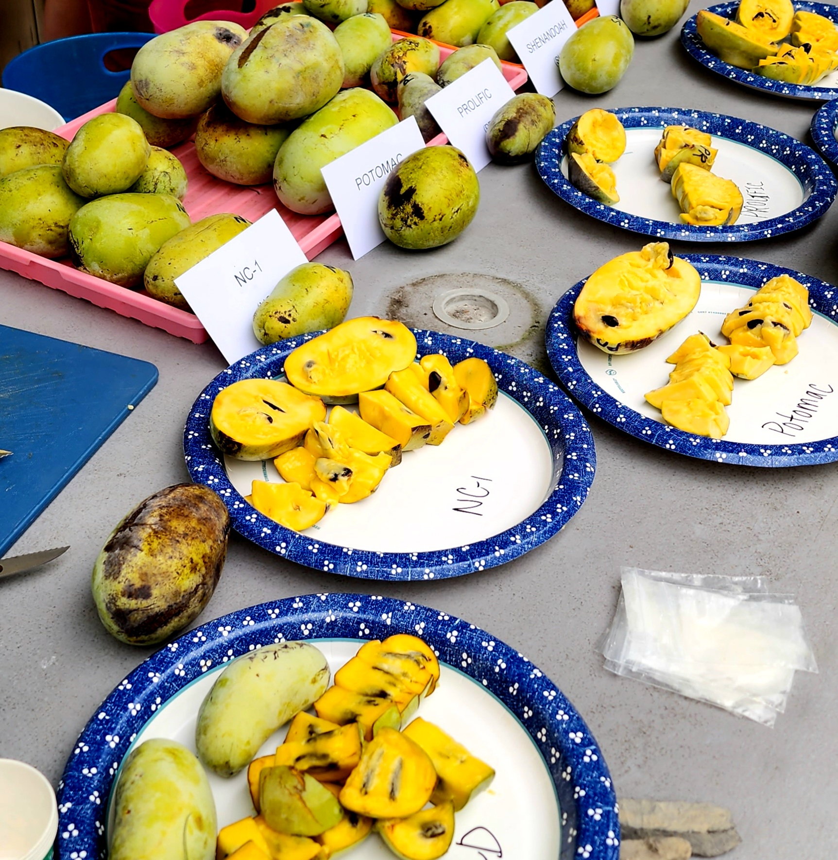 GET YOUR PAWPAWS OUT! Join Grow Pittsburgh in celebration of this ...